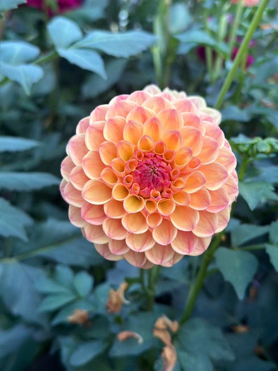 Valley Rust Bucket – Oregon Dahlia Company