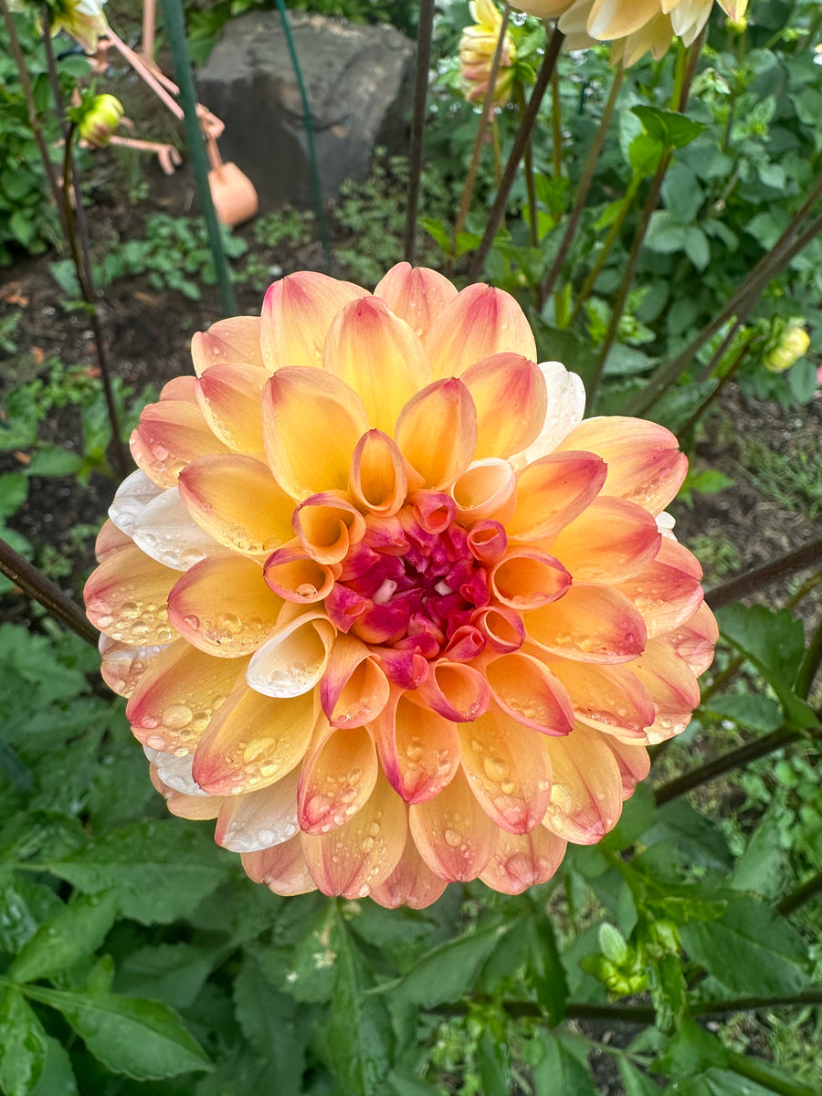 Double Jill – Oregon Dahlia Company