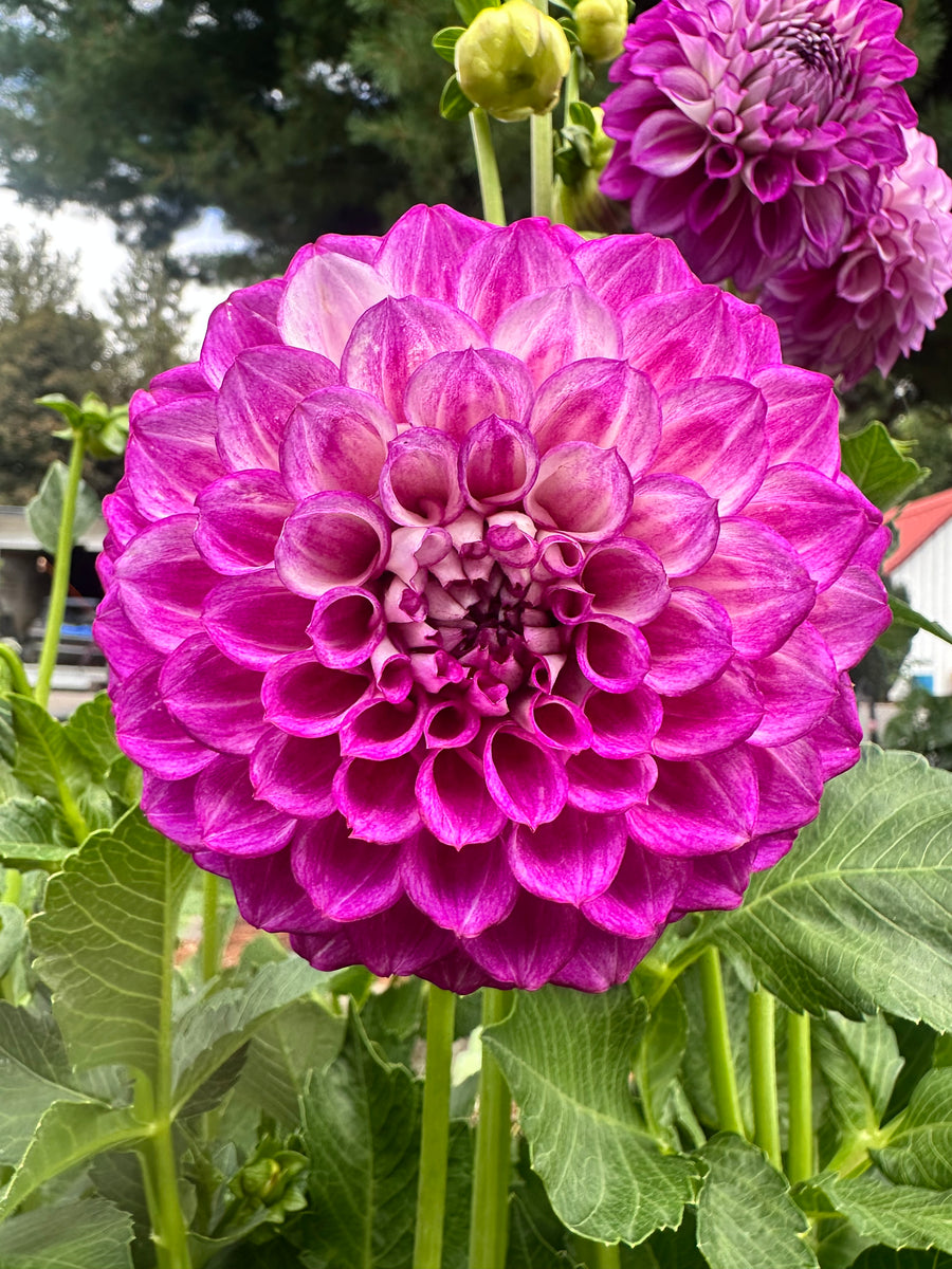 AC Devin – Oregon Dahlia Company