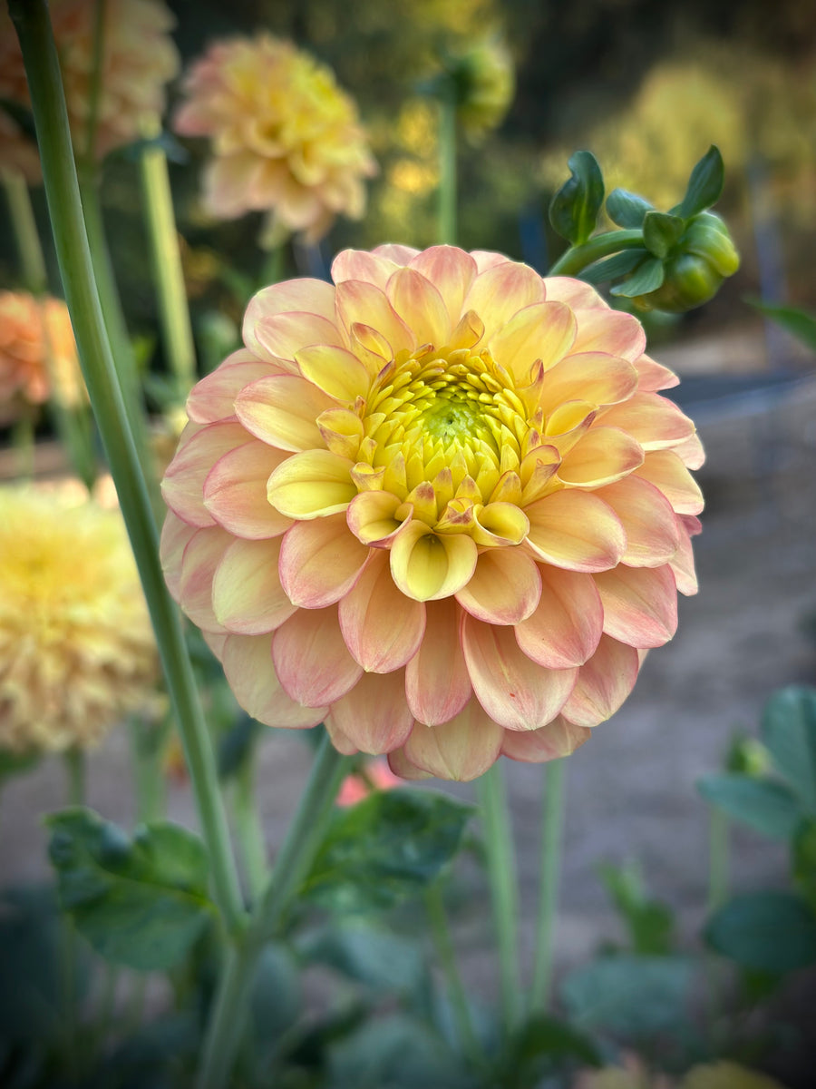 Fiona – Oregon Dahlia Company