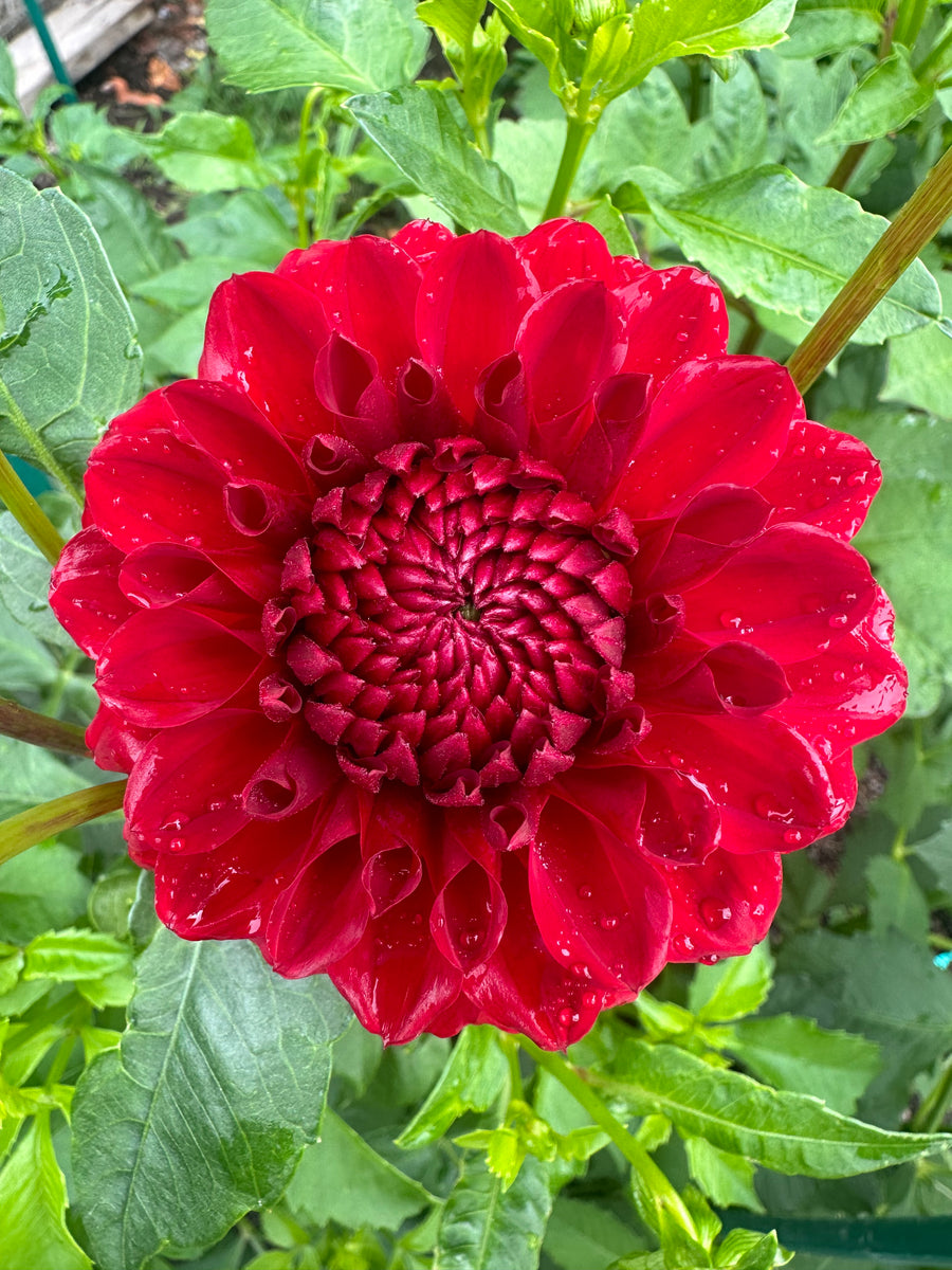 Ali Oop – Oregon Dahlia Company