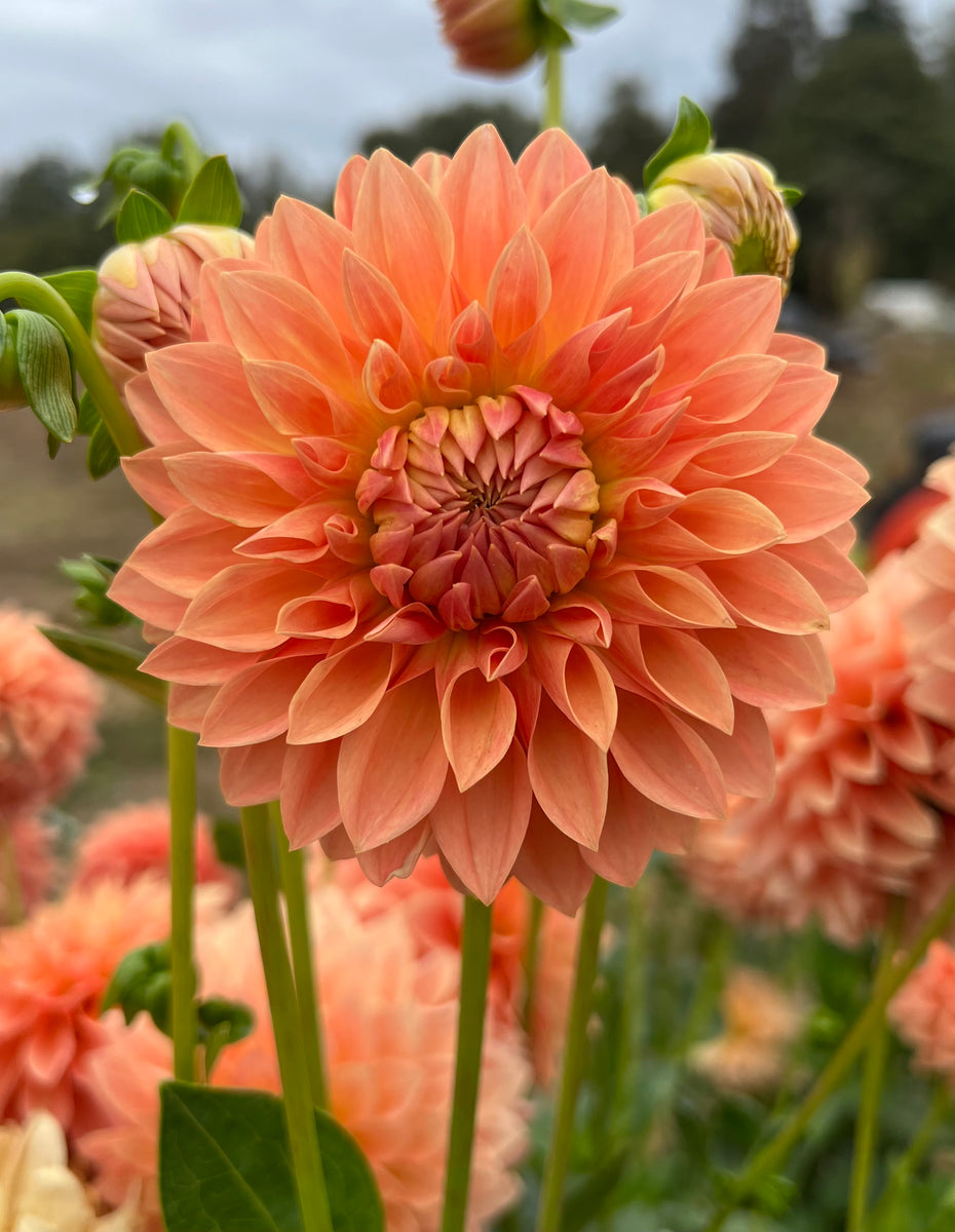 Hamilton Lillian – Oregon Dahlia Company