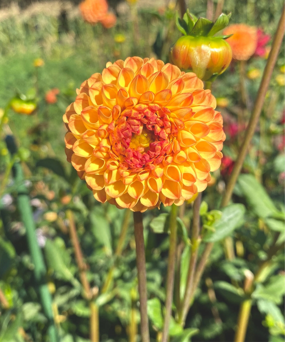 Gingeroo – Oregon Dahlia Company
